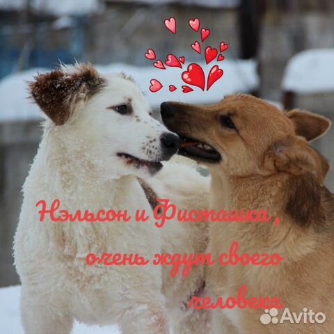 Неразлучники ищут свою семью