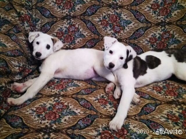 Щенки метисы в хорошие руки