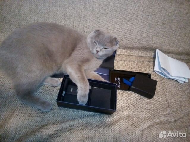 Кошка