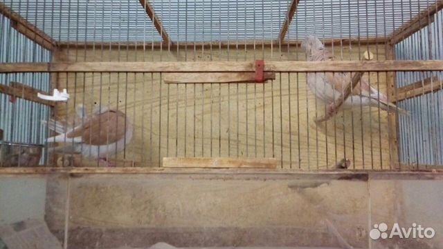 Продаю горлиц