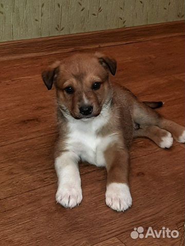 Щенули в добрые руки