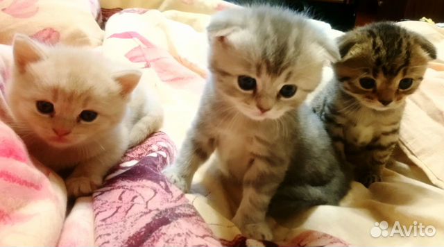 Шотландские котята