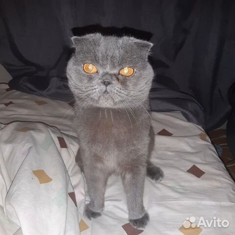 Наш котик ищет себе кошечку для связки