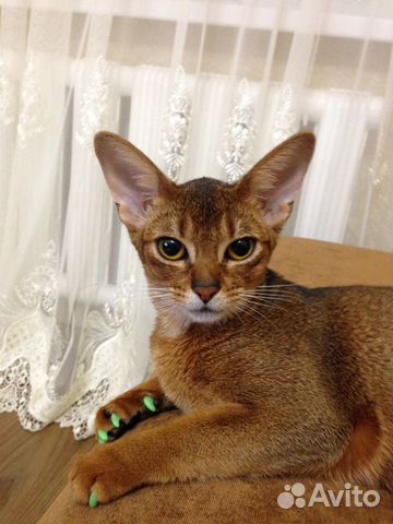 Абисинская кошка