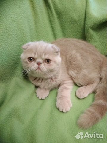 Вислоухий котенок (девочка)