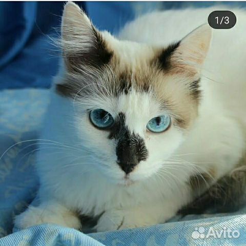 Кошка в добрые руки