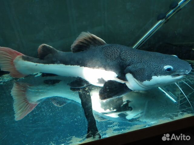 Краснохвостый Сом