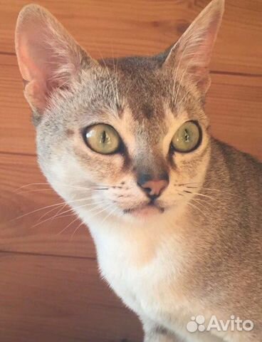 Сингапурский кот