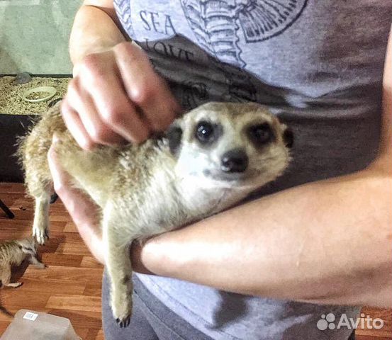 Сурикаты домашние ручные