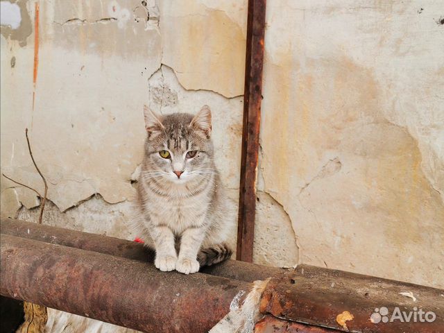 Серый котенок-подросток