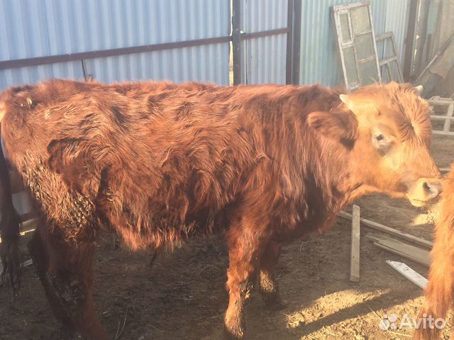 2 бычка по 10 мес