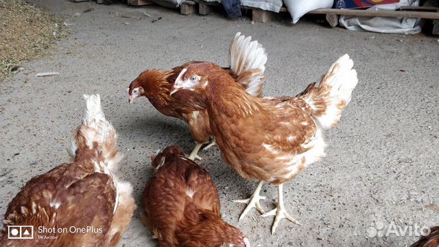 Куры молодки родонит(рыжие), ломан(белые, рыжие)