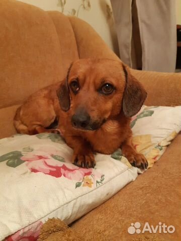 Ищет дом мелкий песик Тимка