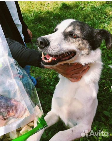 Собака в дар в добрые руки