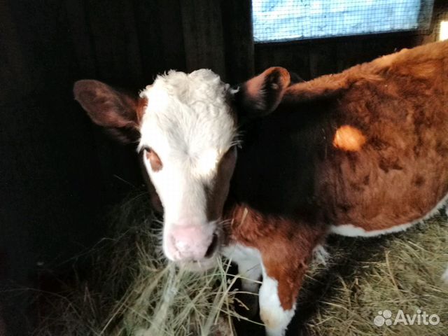 Бычок 3 месяца