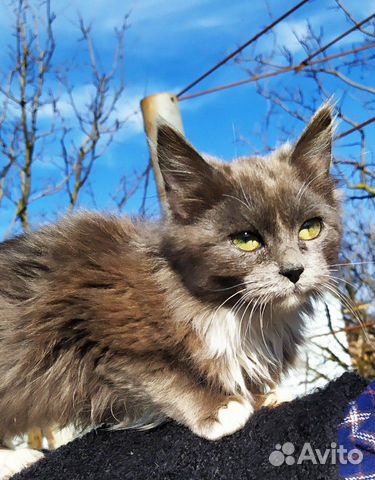 Серый котенок ищет свой дом