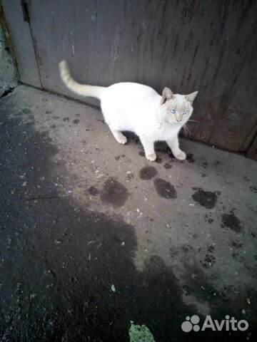 Отдам даром белых котят