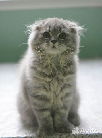 Хайленд фолд мальчик 4 мес