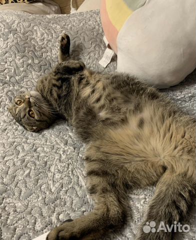 Кошка в добрые руки