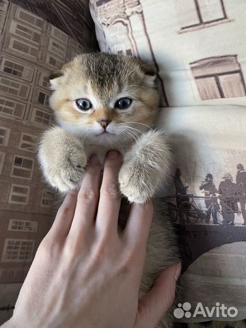 Шотландский вислоухий красавчик