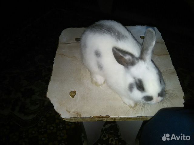 Кролик домашний