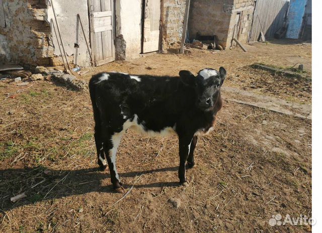 Продам тёлку