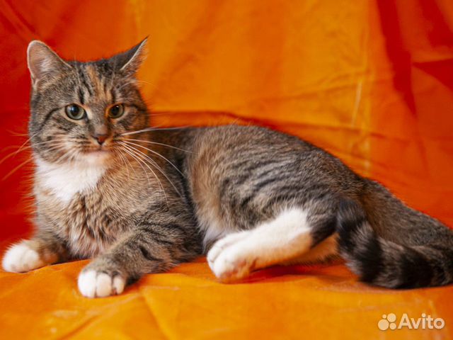 Ласковая, добрая, нежная, красивая кошка