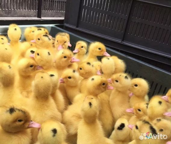 Утята Мулард