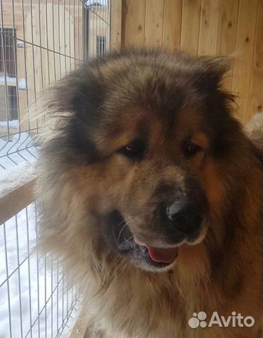 Взрослый адекватный кобель кавказской овчарки в по