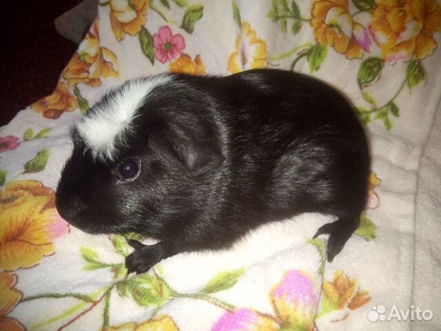 Цветной английский крестед мальчик