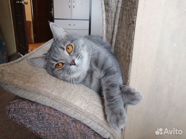 Кот, ищем кошку для случки