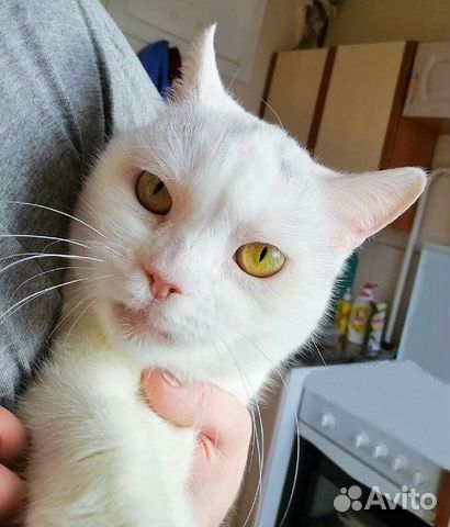 Белоснежная красотка