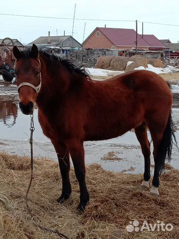 Продам лошадь с жеребёнком