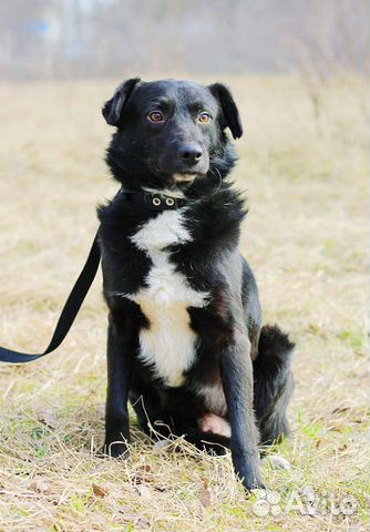 Небольшой и дружелюбный Трэвис в дар