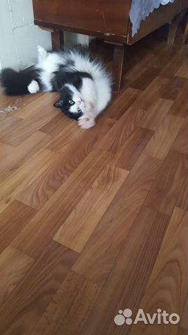 Грациозная красавица ищет новую Семью