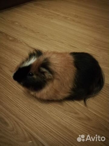 Отдам морскую свинку