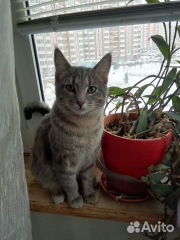 Ласковый серый котик