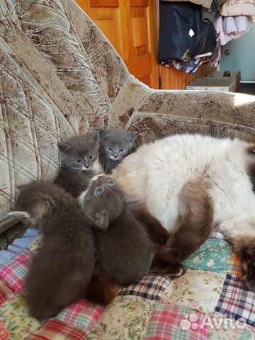 Кошка