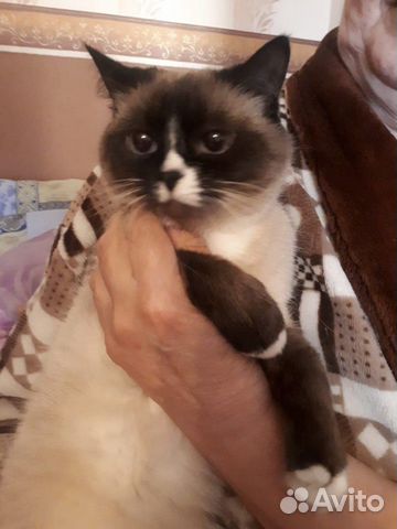 Тайская кошка Тая 2года домашняя
