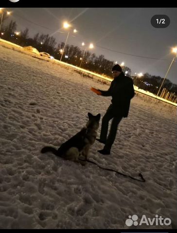 Овчар в добрые руки