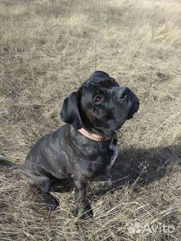 Мальчик Кане Корсо ищет дом