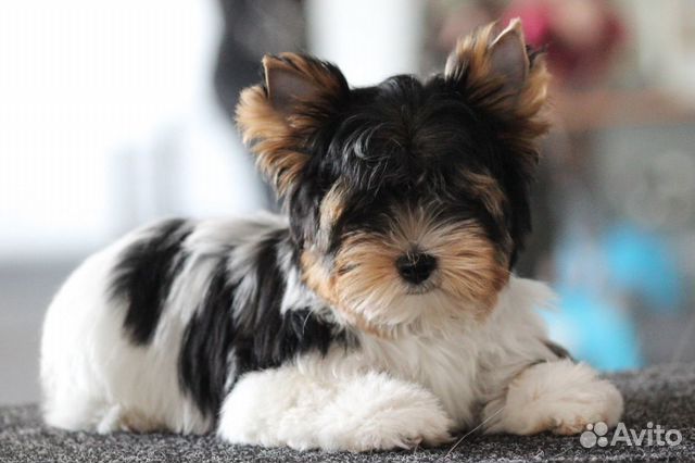 Кукольный мальчик бивера