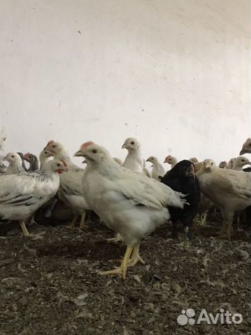 Цыплята подрощенные
