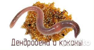 Дендрабена коканы