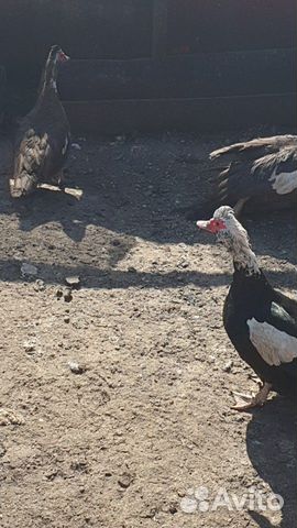 Продам индауток