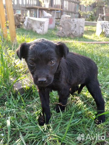 Возьмите бесплатно, подбросили щенков, две девочки