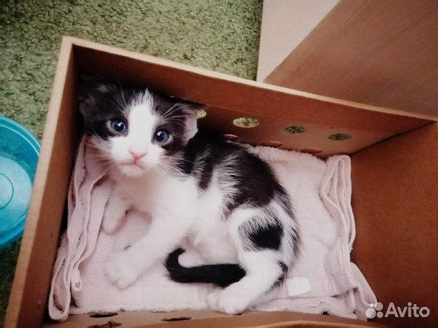 Котенок полукровок корниш-рекс