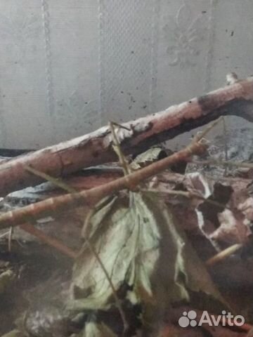 Палочники. Отдам бесплатно