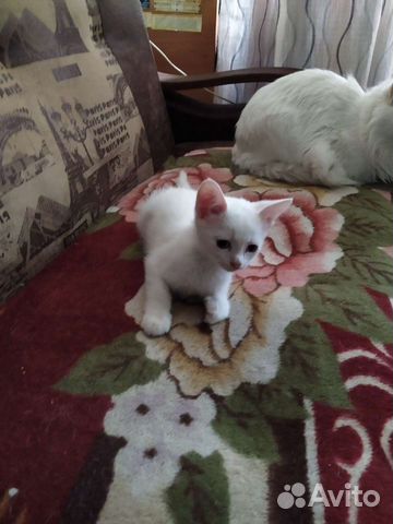 Отдам котëнка, к лотку приучен