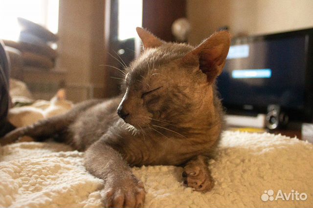 Кот породы Ликой (оборотень)